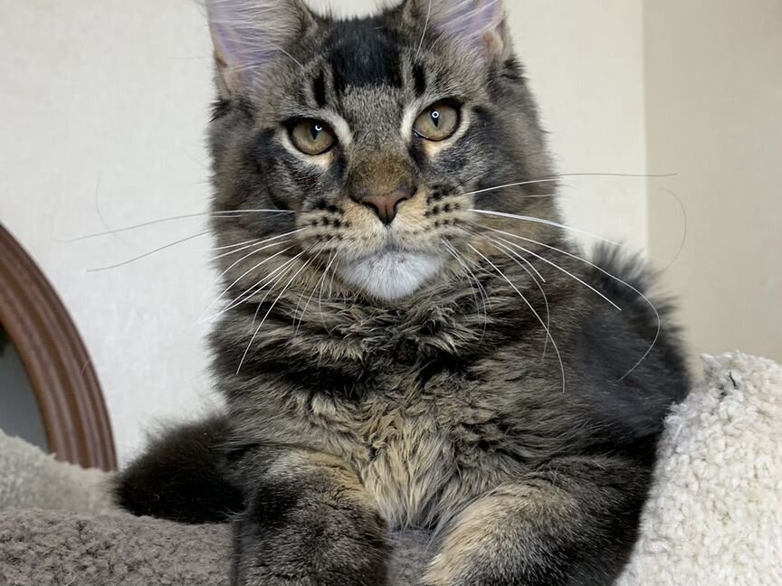 Котенок мейн-кун тикированный