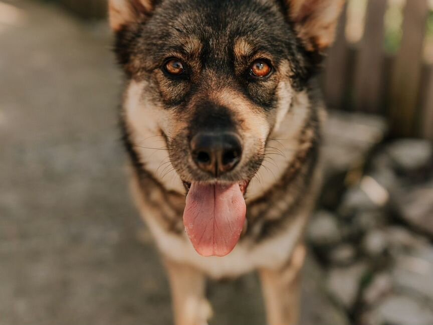 Дакота ищет дом