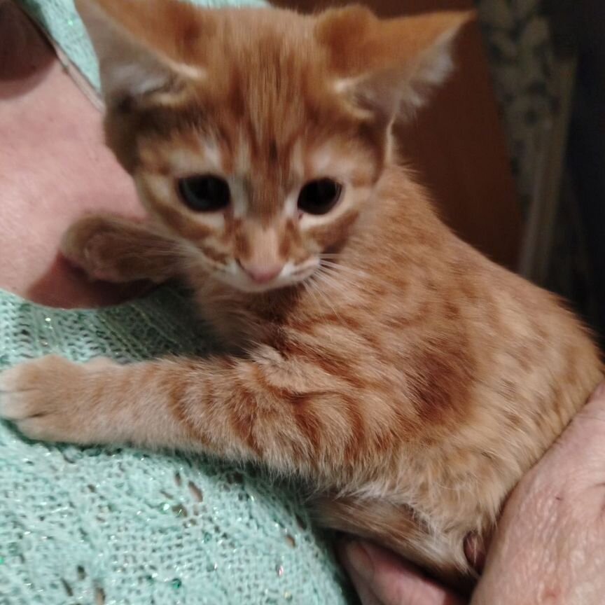 Канадский сфинкс котёнок