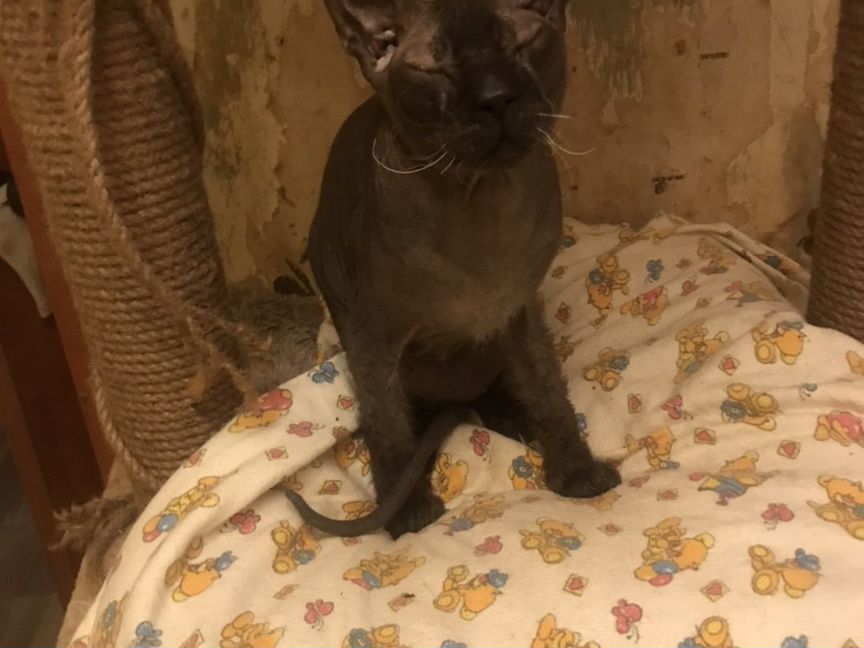 Жорик ищет дом