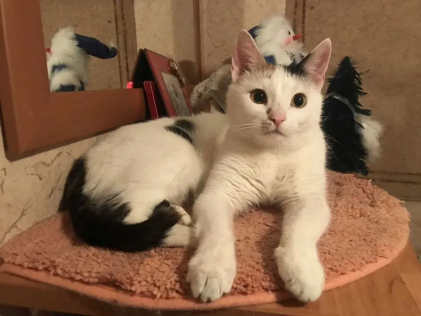 Милая Няша. Кошечка 2,5 года