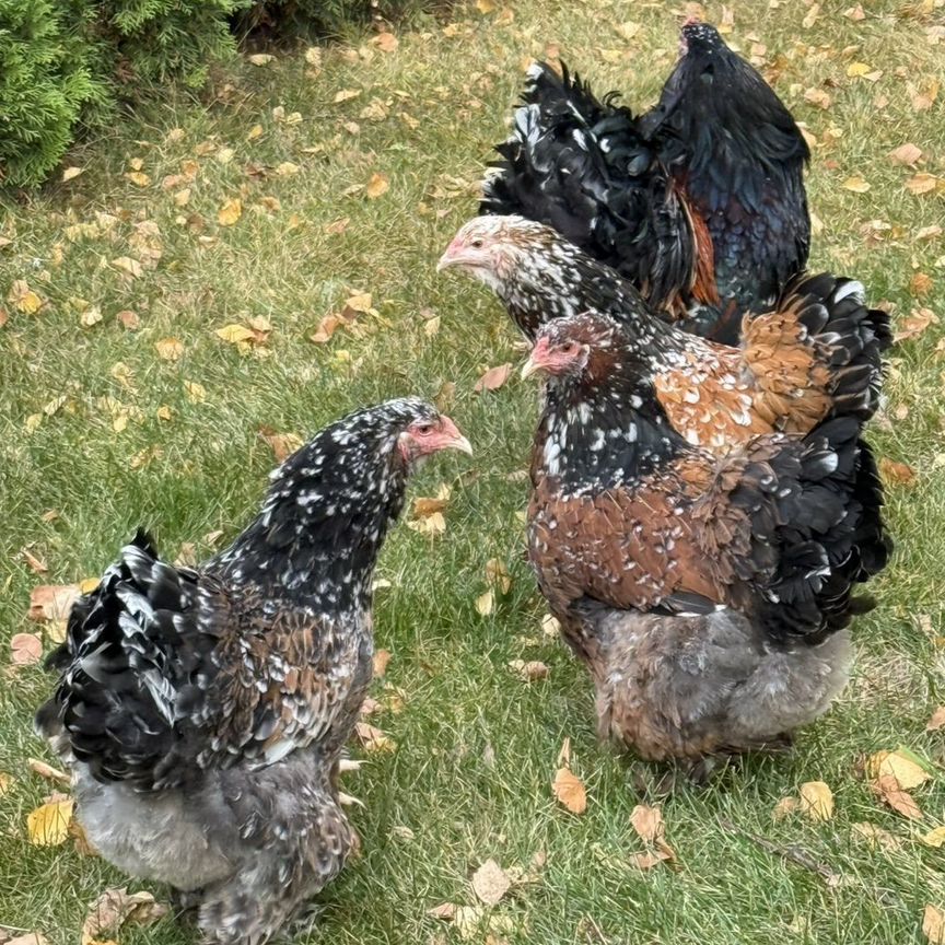 Инкубационное яйцо Брама