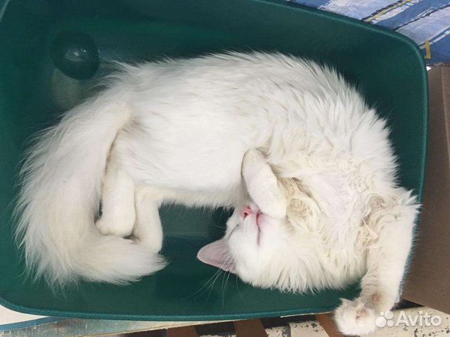 Турецкая ангора - молодой котик на доживание