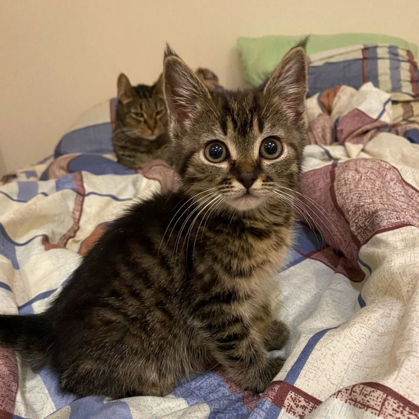 Котенок девочка Ириска