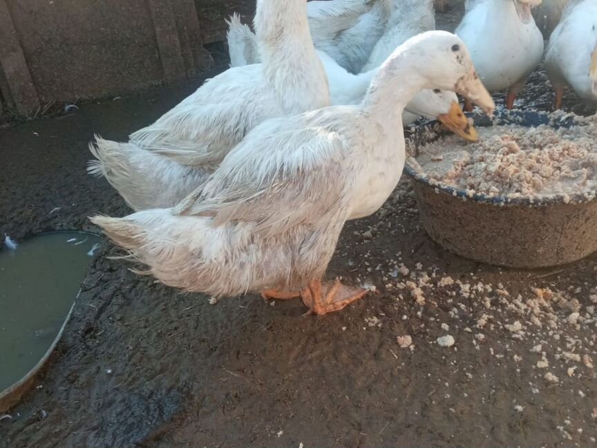 Утка