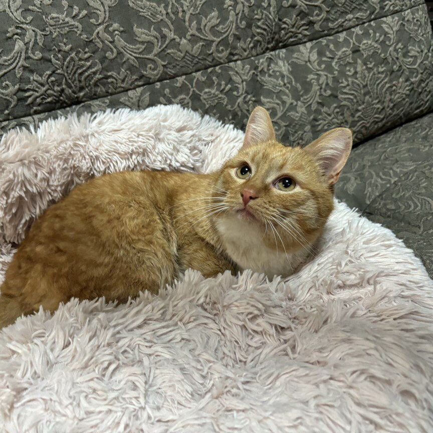 Кот Батон в добрые руки