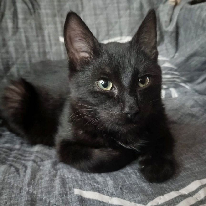 Спасите котенка Марсика