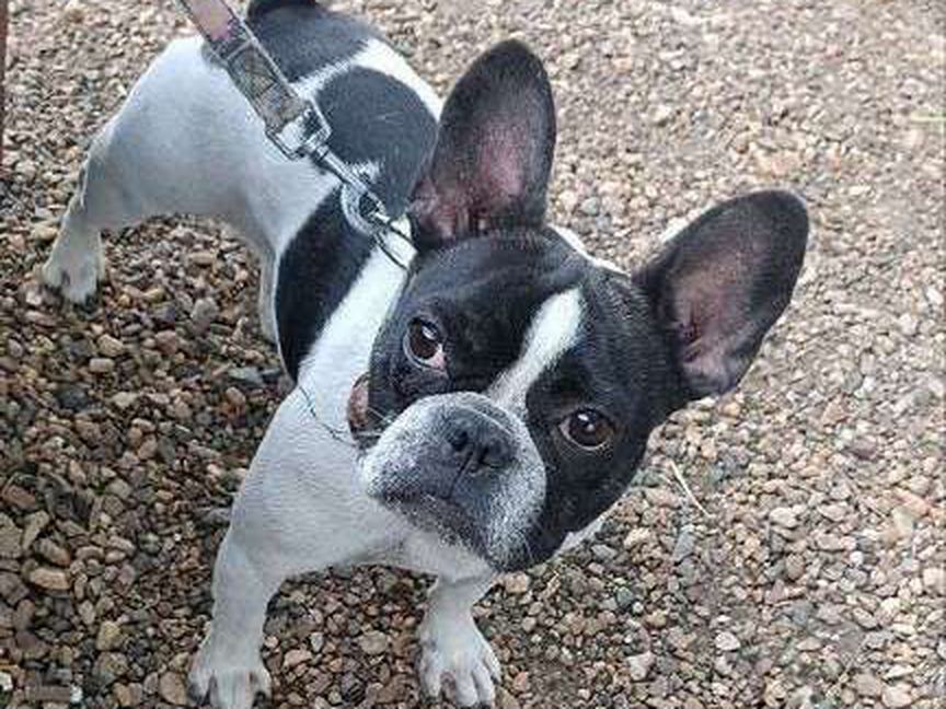 Французский бульдог