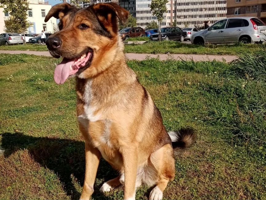 Собака в добрые руки