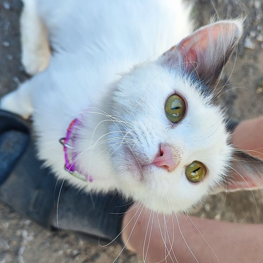 Кошка
