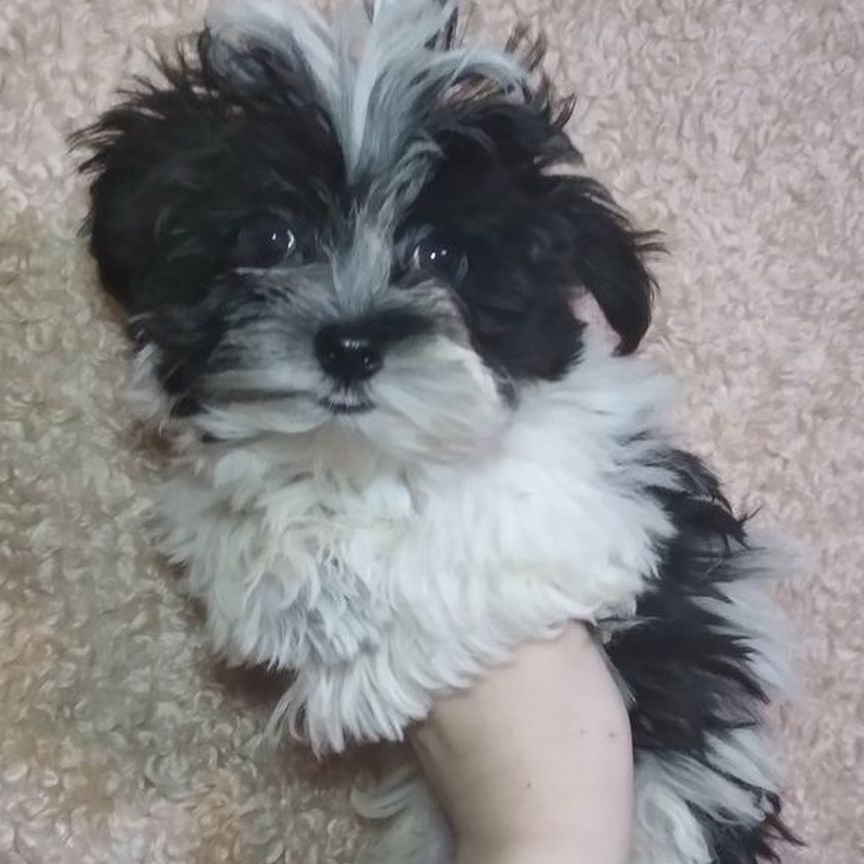 Мальтийская болонка, щенок