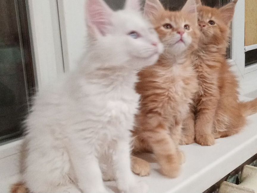Котята мейн-кун