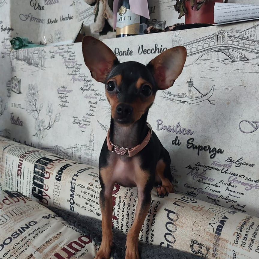 Мини той-терьер