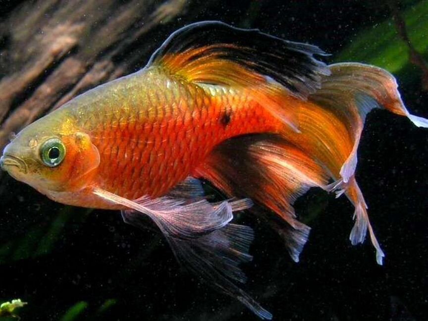 Барбус огненный