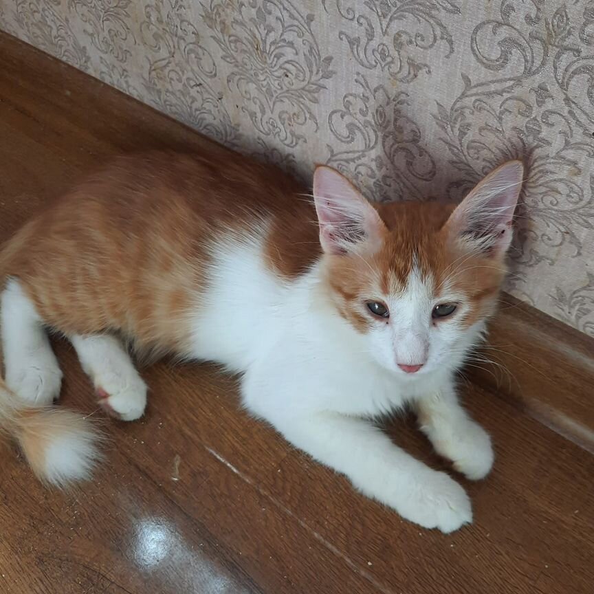 Котенок подросток в добрые руки