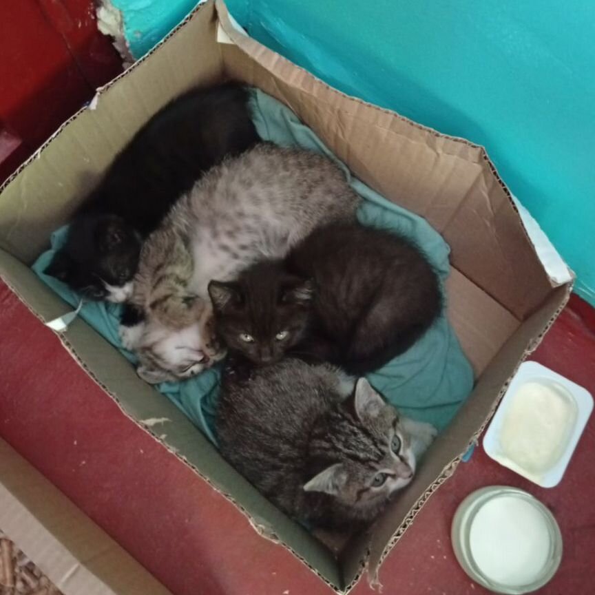 Котята найдёныши