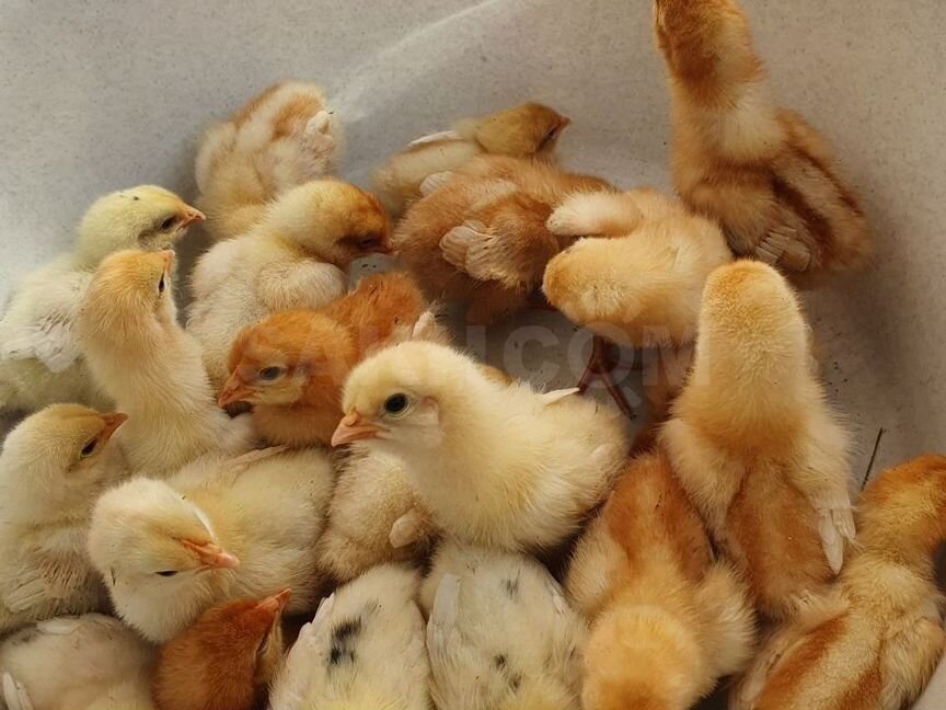 Курочки Ломан Браун 1 месяц