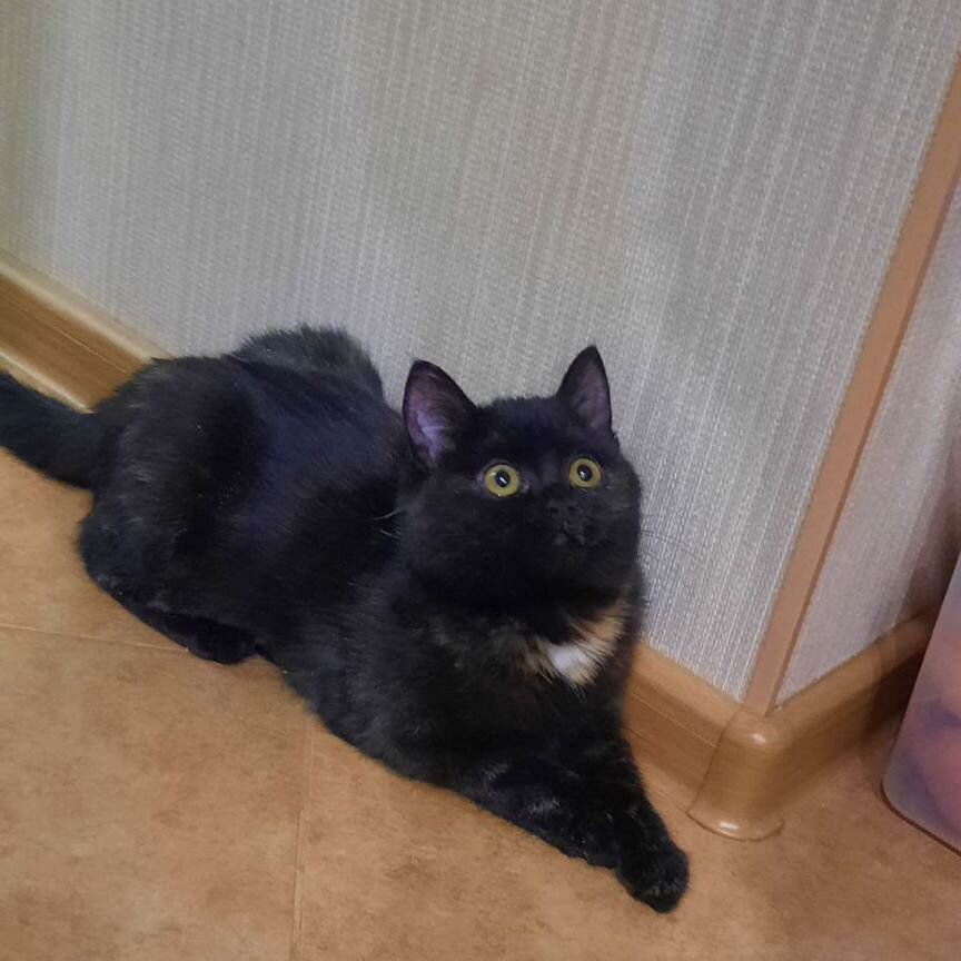 Котёнок
