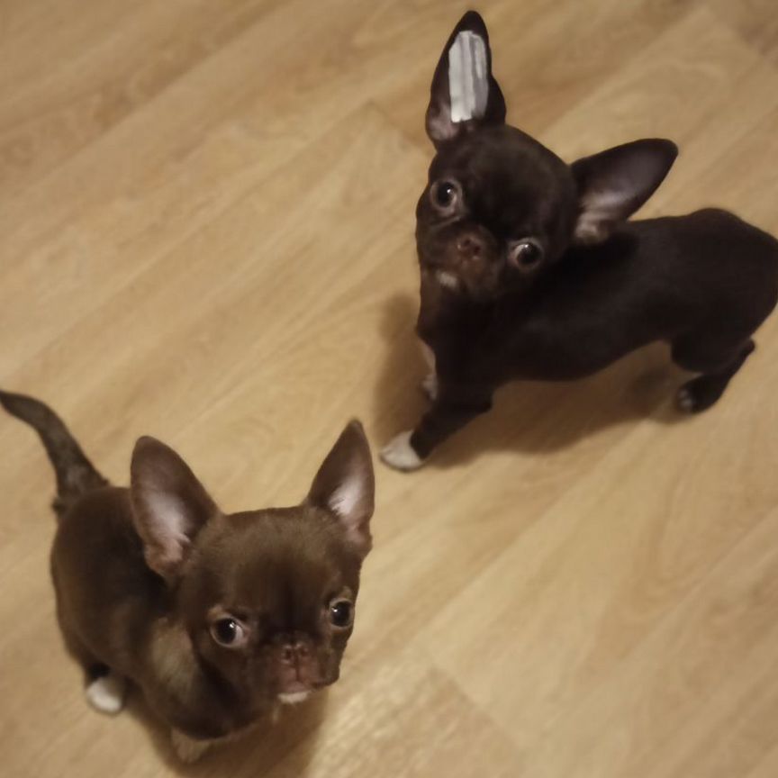 Чихуахуа, щенок