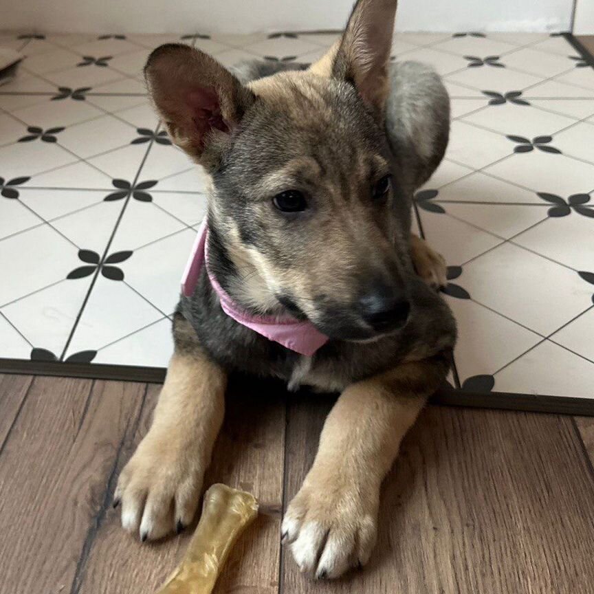 Щенок верный дружок. В дар