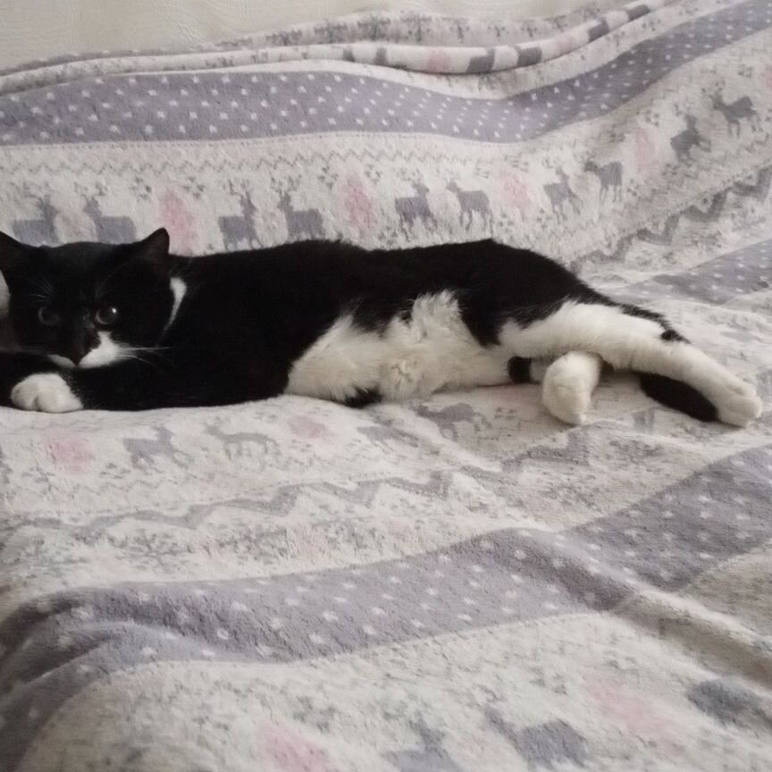 Отдам котёнка в добрые руки