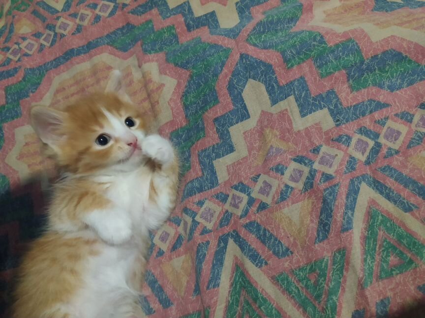 Рыжий котенок мальчик бесплатно,ему 1,5 месяца