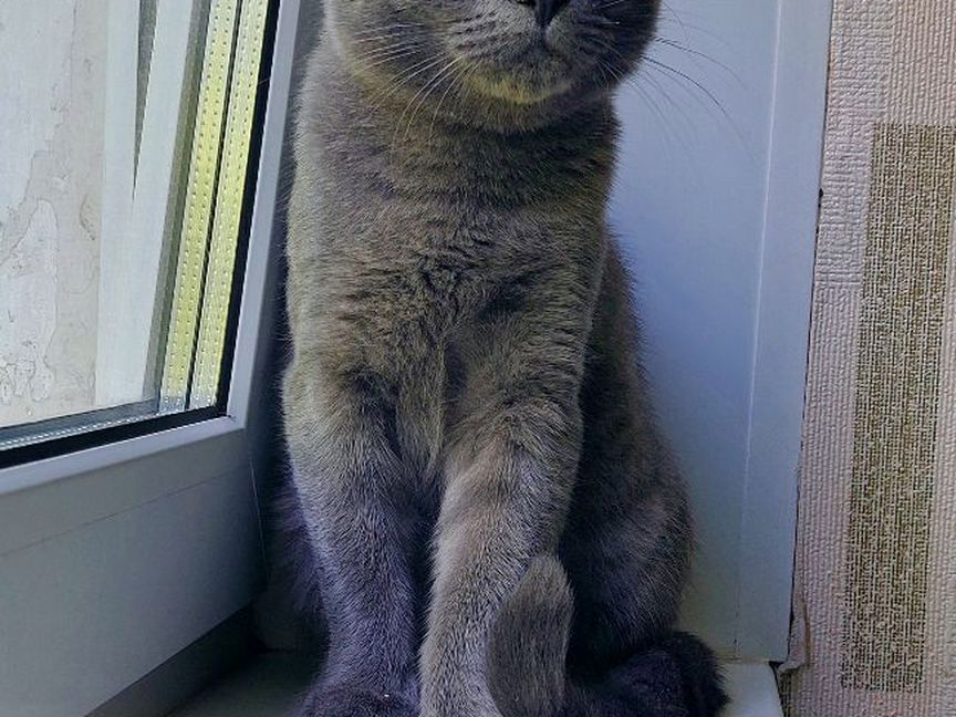Шотландские прямоухие котята