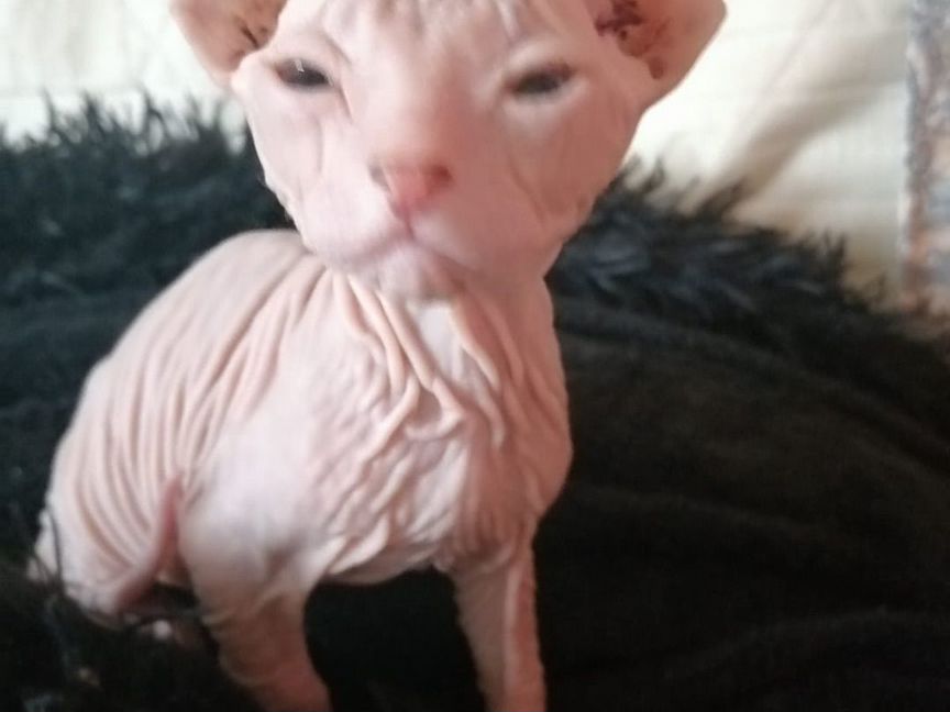 Донской сфинкс