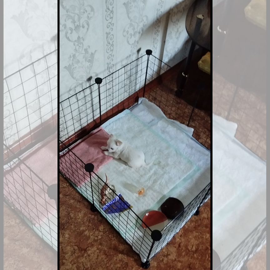 Вольер манеж для собак