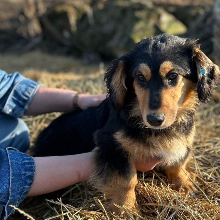 Такса, взрослый пёс