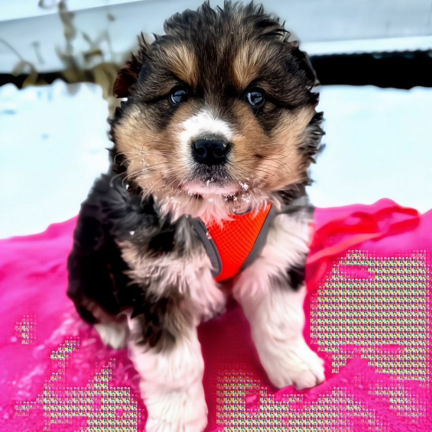 Щенок в добрые руки