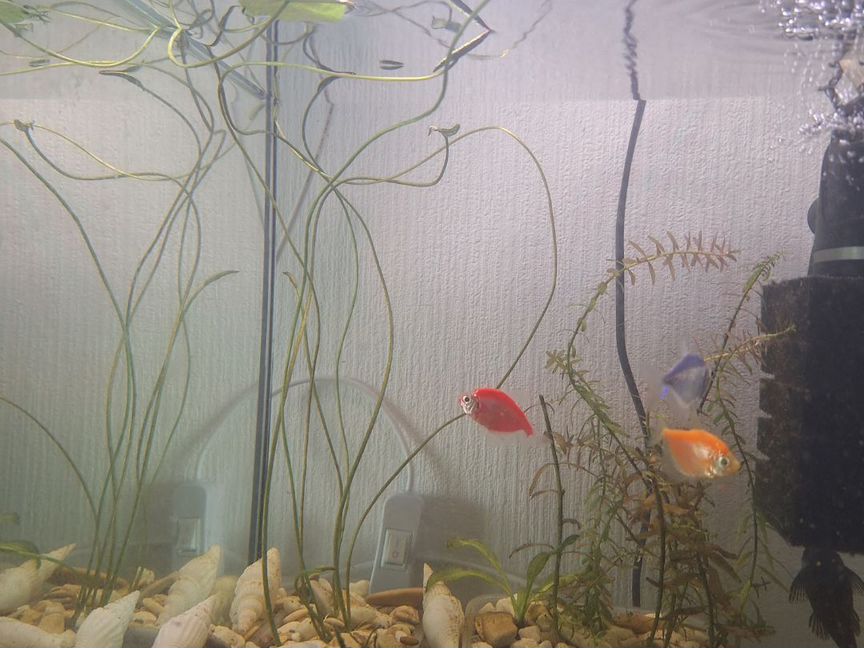 Лотос для аквариума