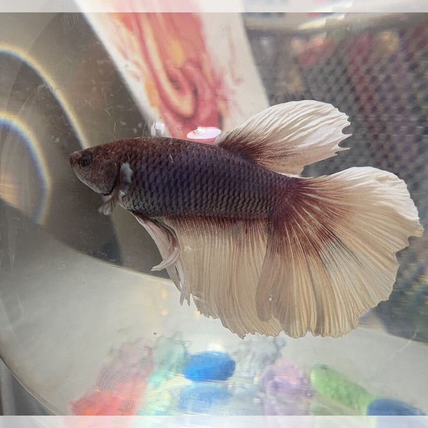 Рыбка петушок