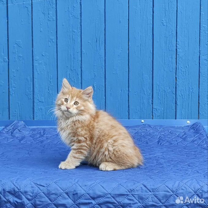 Продажа котят породы курильский бобтейл