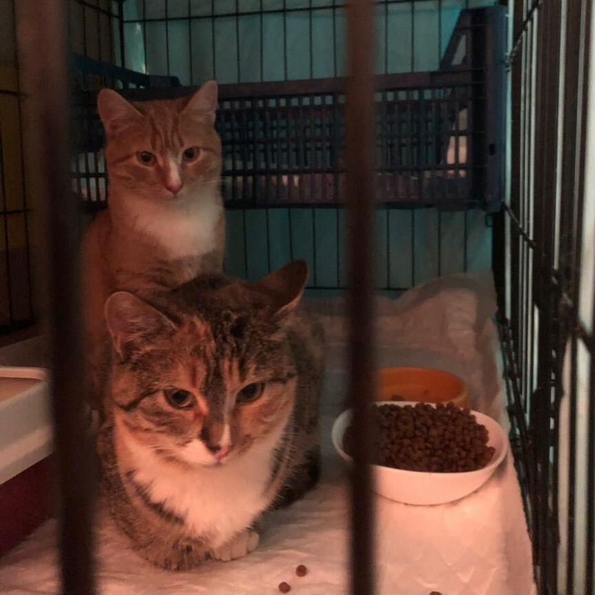 Котята подростки