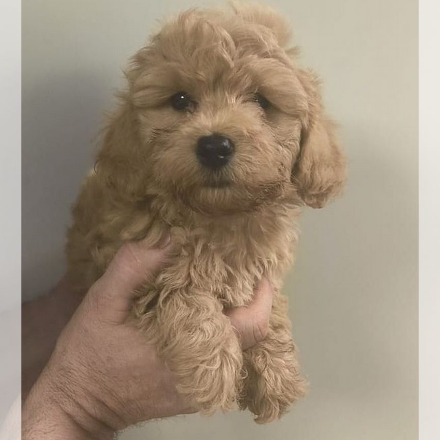 Мальтипу, щенок