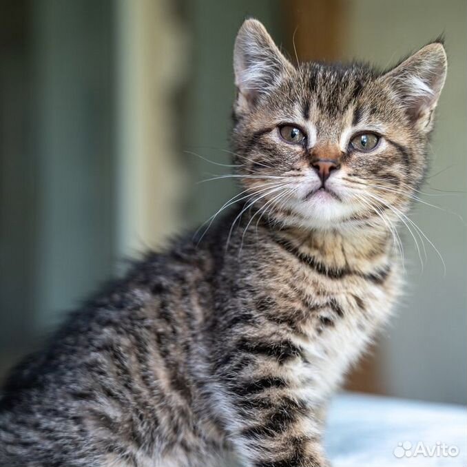 Котенок Тима