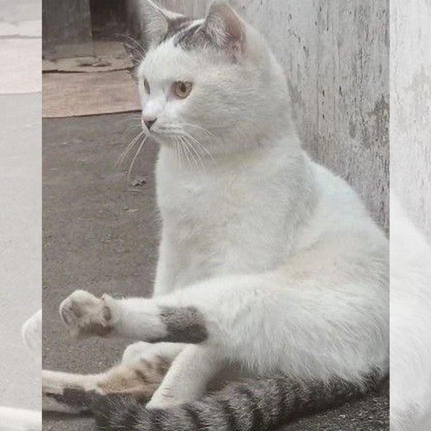 Взрослый кот в добрые руки