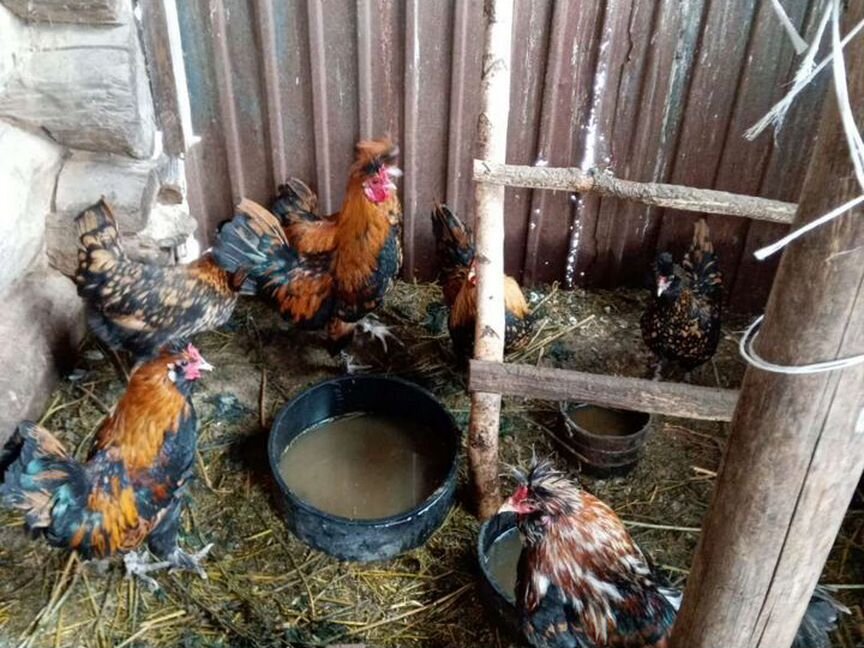 Куры и петухи Павловские Золотистые
