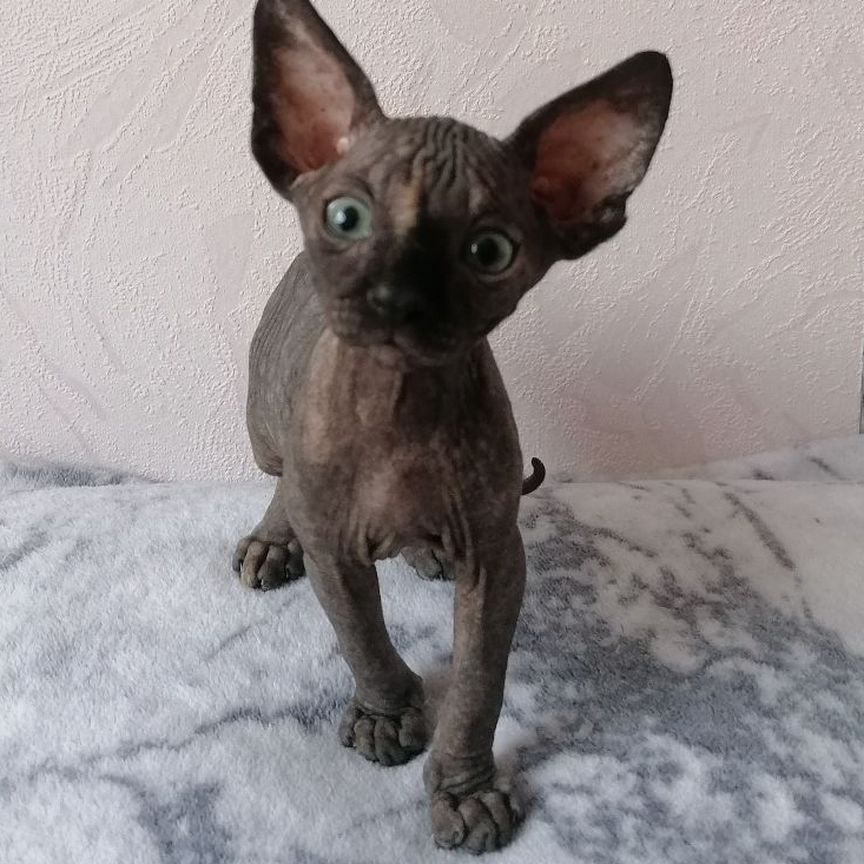 Канадский сфинкс котёнок