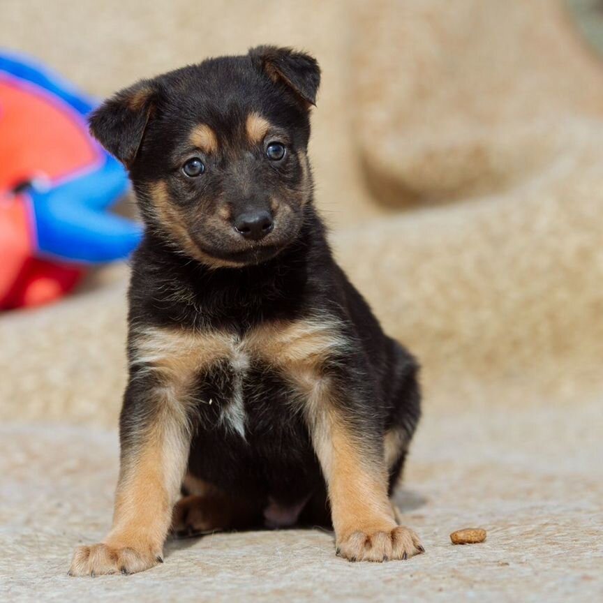 Шоколадница