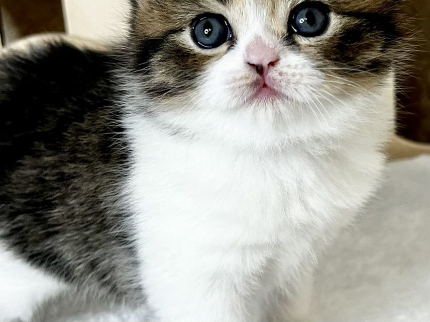 Шотландский котик