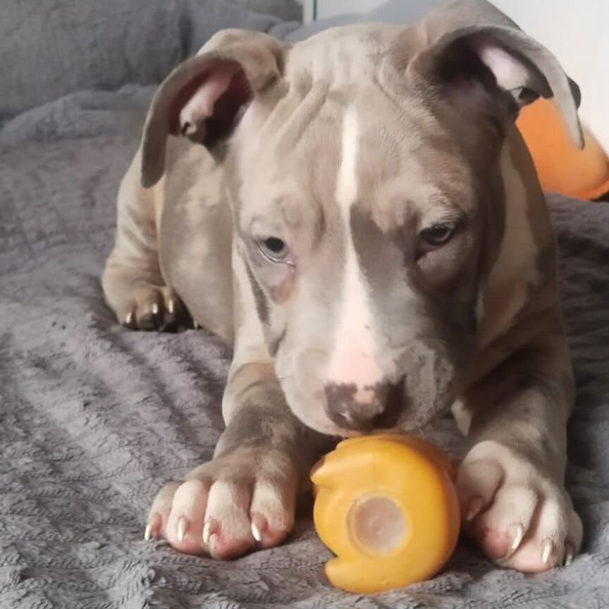 Непревзойденный Тайсон