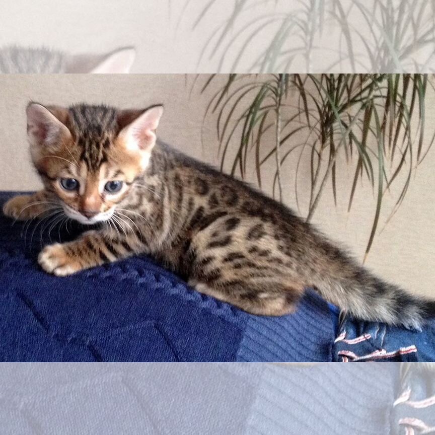 Помесь Бенгальская