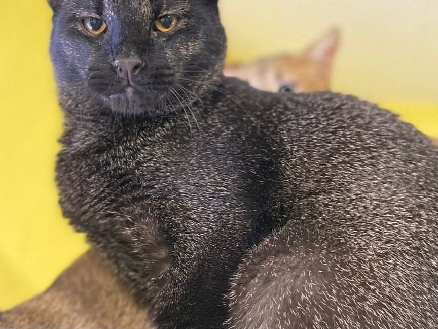 Котик чаузи ф1
