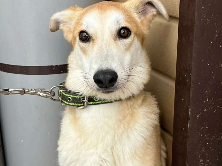 Собака в добрые руки