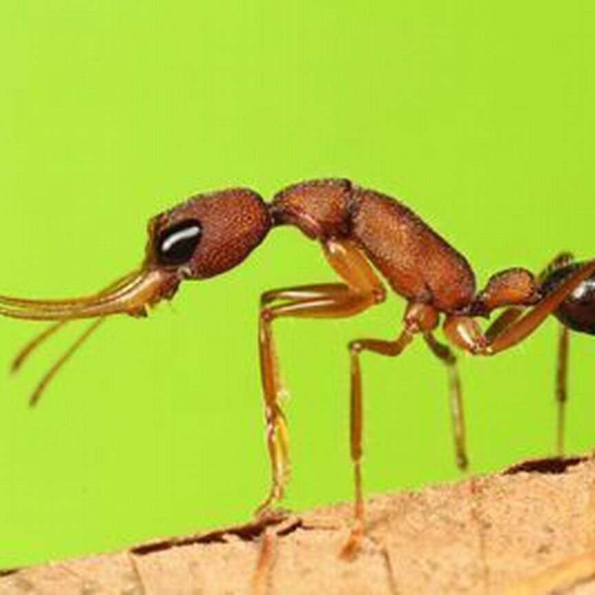 Муравьи