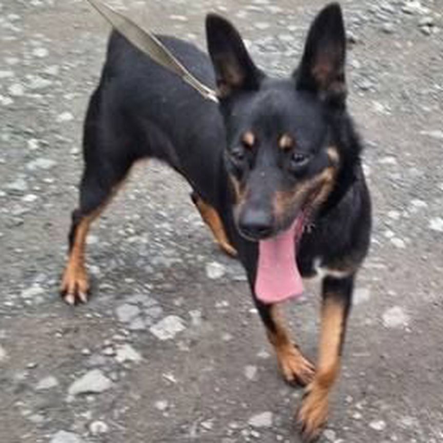 Немецкий пинчер, взрослая собака