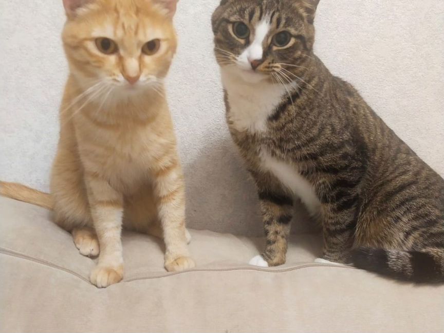 Кошка в дар бесплатно