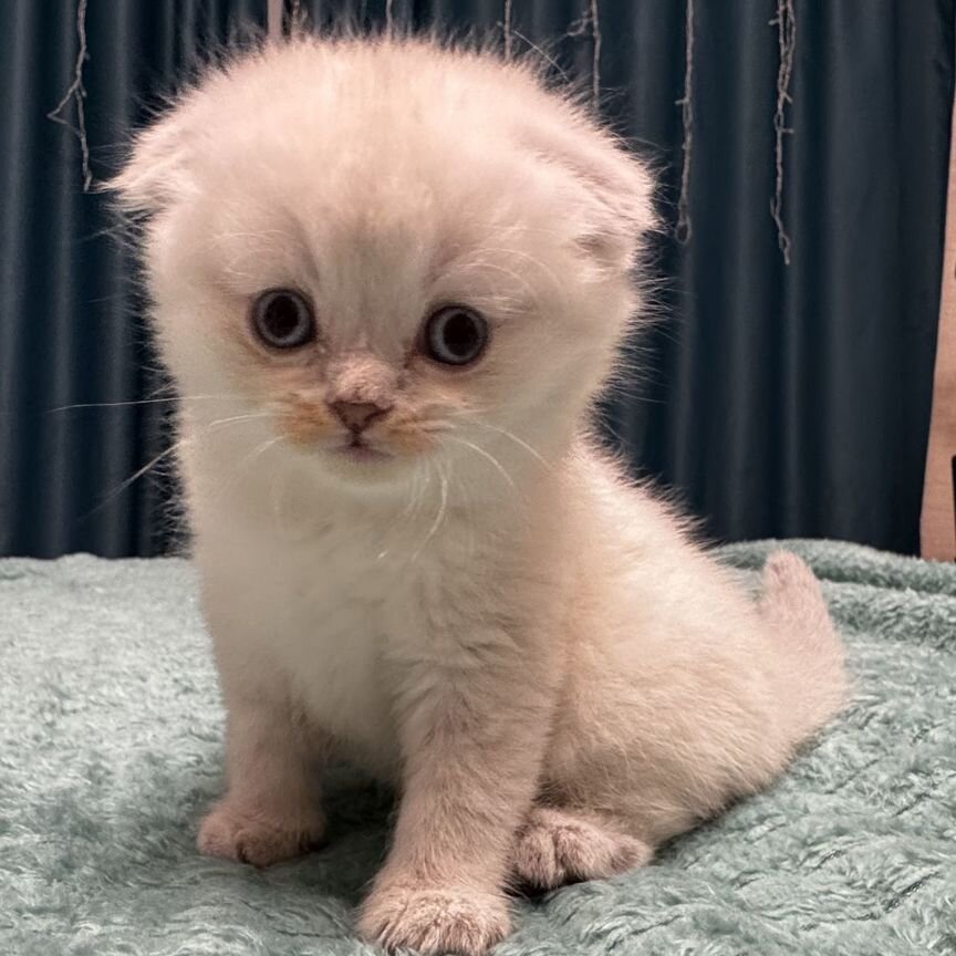 Шотландские вислоухие котята